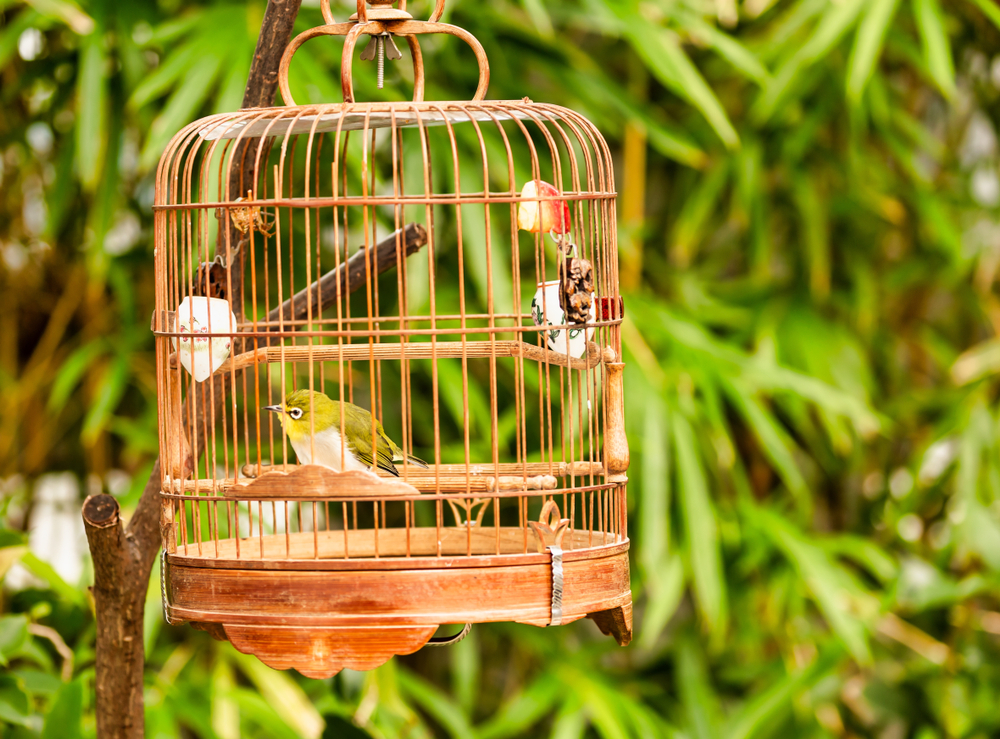 Tipos de jaulas para los pájaros