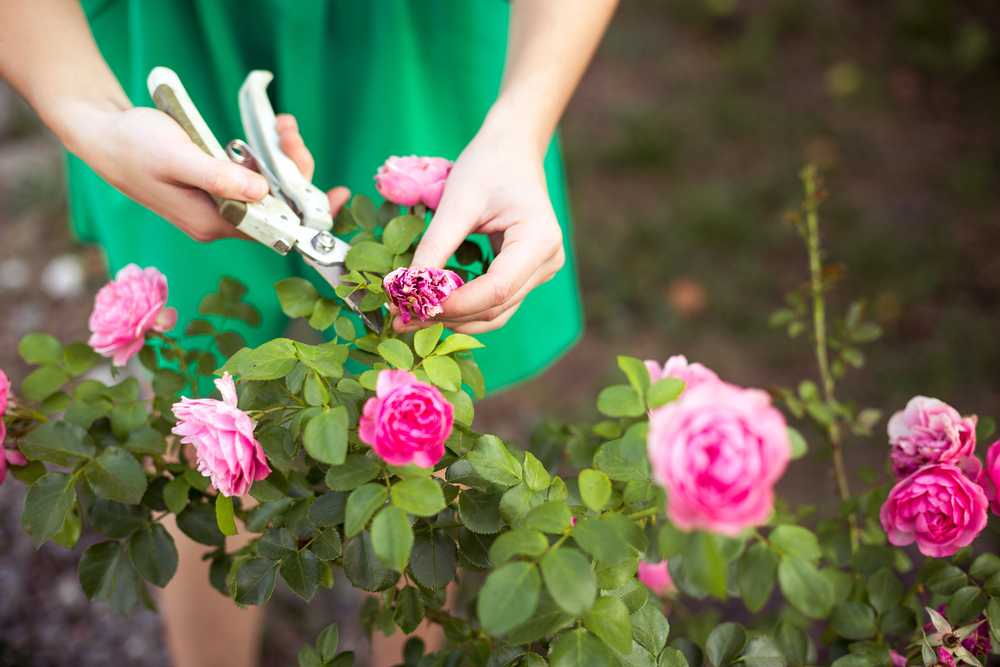 Aprende a podar tu jardín siguiendo estos pasos - Decor Tips