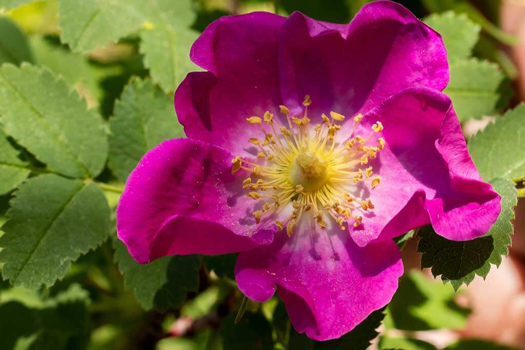 Rosa mosqueta, una rosa silvestre con grandes beneficios - Decor Tips